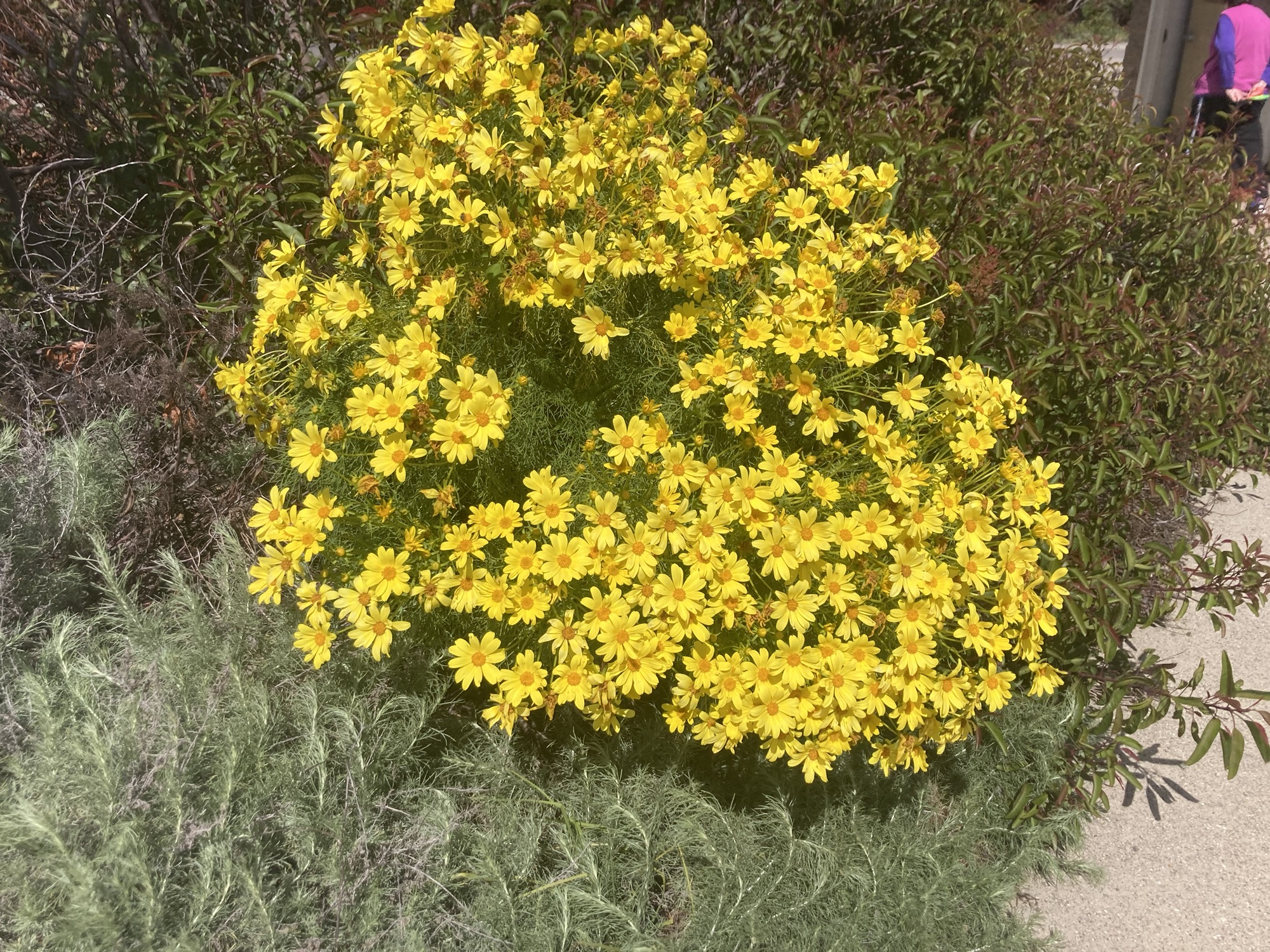 Wildflowers - Dale J Reimer